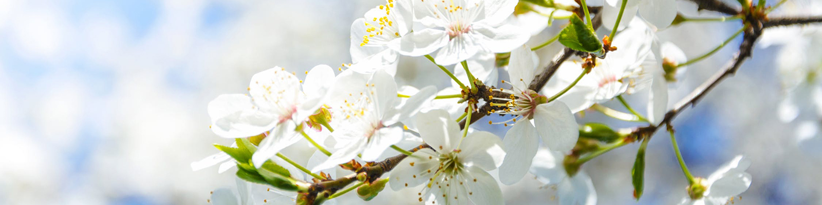 VMBN | Vereniging Mindfulness Based Trainers Nederland en Vlaanderen